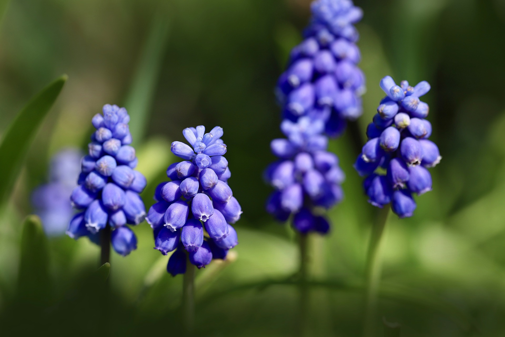 Researching: Flower Meanings – Sophie Priestley